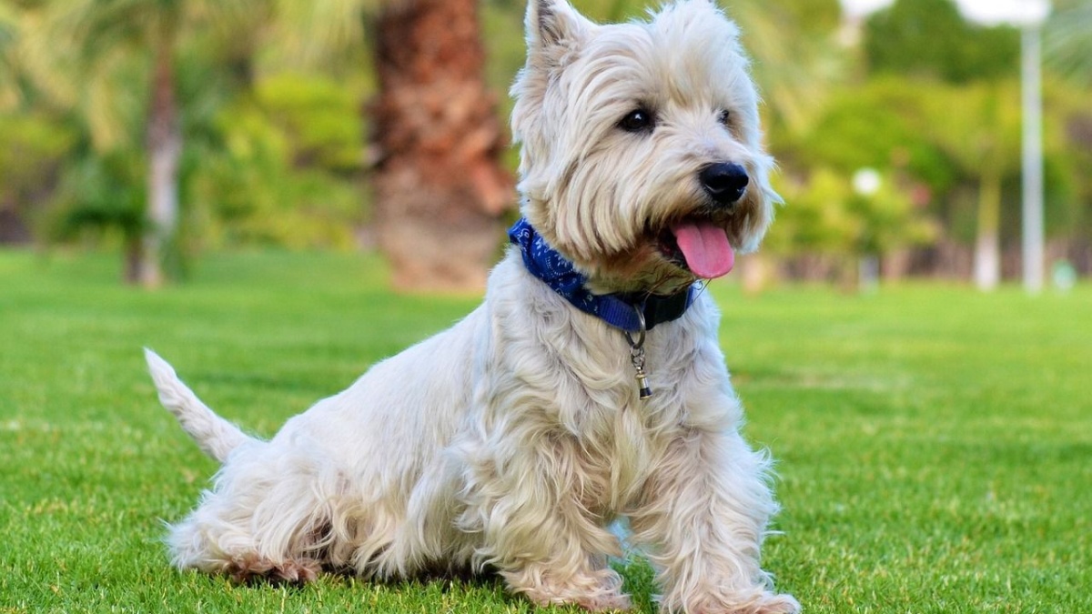 The important meanings behind why your dog licks you