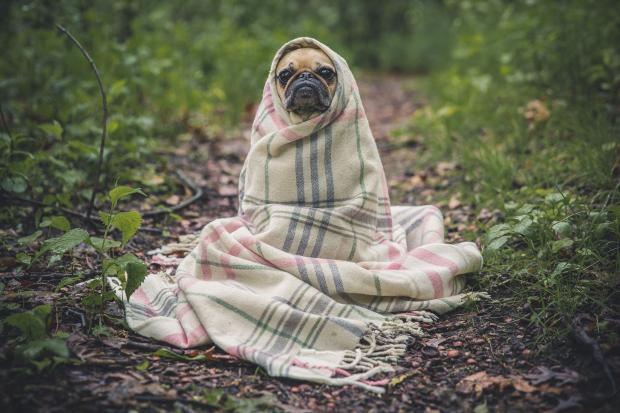 Plans lodged to turn domestic garage into pet crematorium