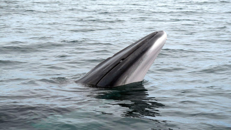 World’s first physical evidence of legendary medieval whale trap found ...