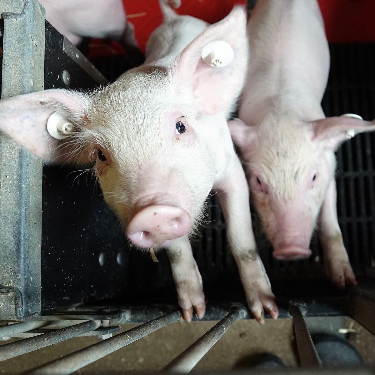 UCL transplants stem cell-grown esophagus in pigs