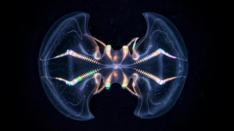 The comb jelly 'brain' is far more complex than we ever realized