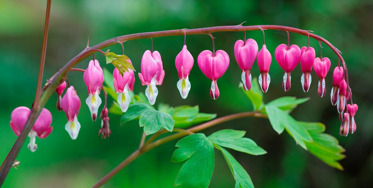 15 shade-loving plants that will brighten even the darkest corner of ...