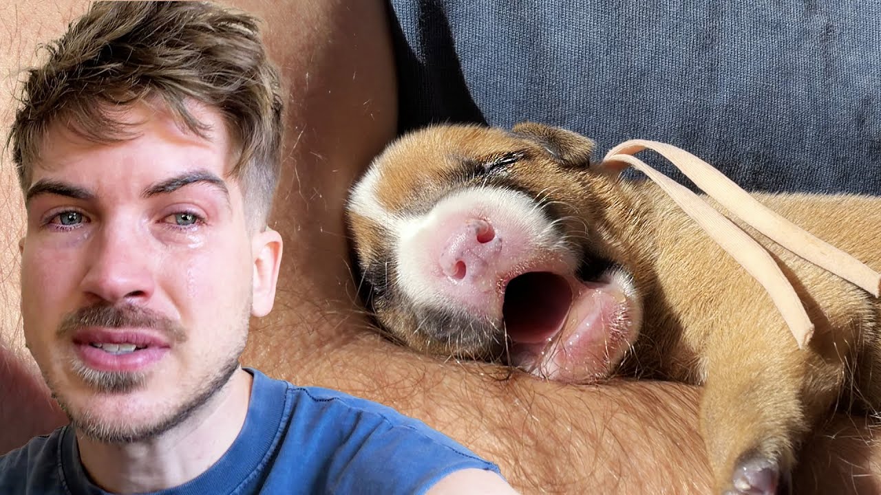 Heartbroken owner mourns the loss of a sweet and precious newborn puppy