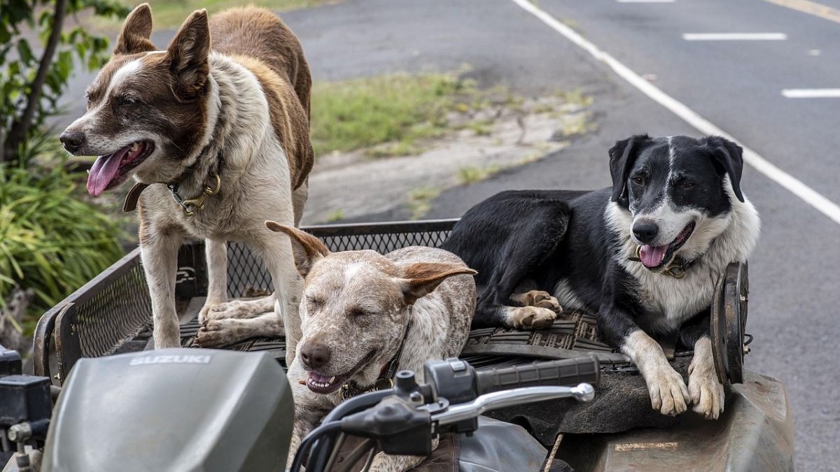 Experts reveal the things your dog sees you do and judges you for
