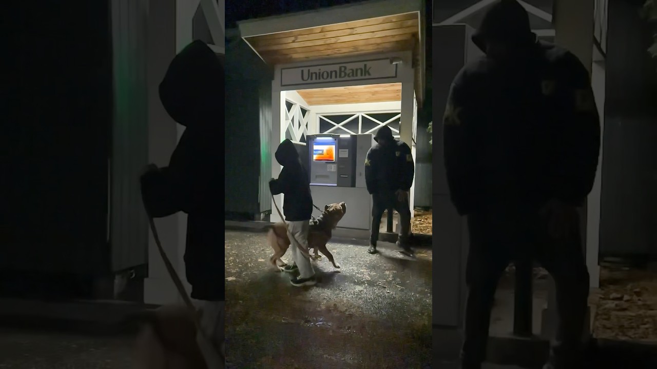 Pit bull protects a young boy at the ATM with fast moves