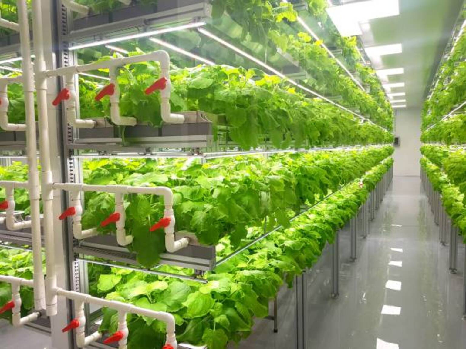 Vertical farming boom fades as startups collapse