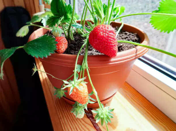 8 fruits you can easily grow in pots at home