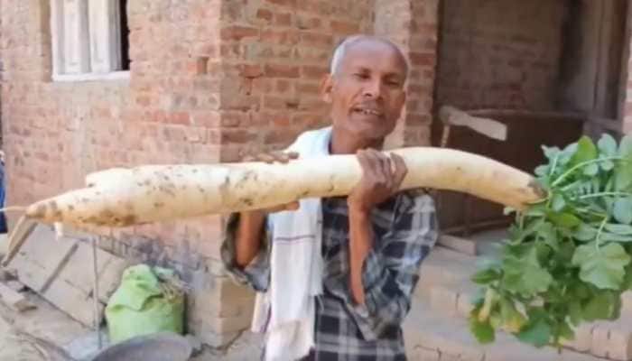Giant 5-foot radish grown by UP farmer shocks internet users; netizens ...