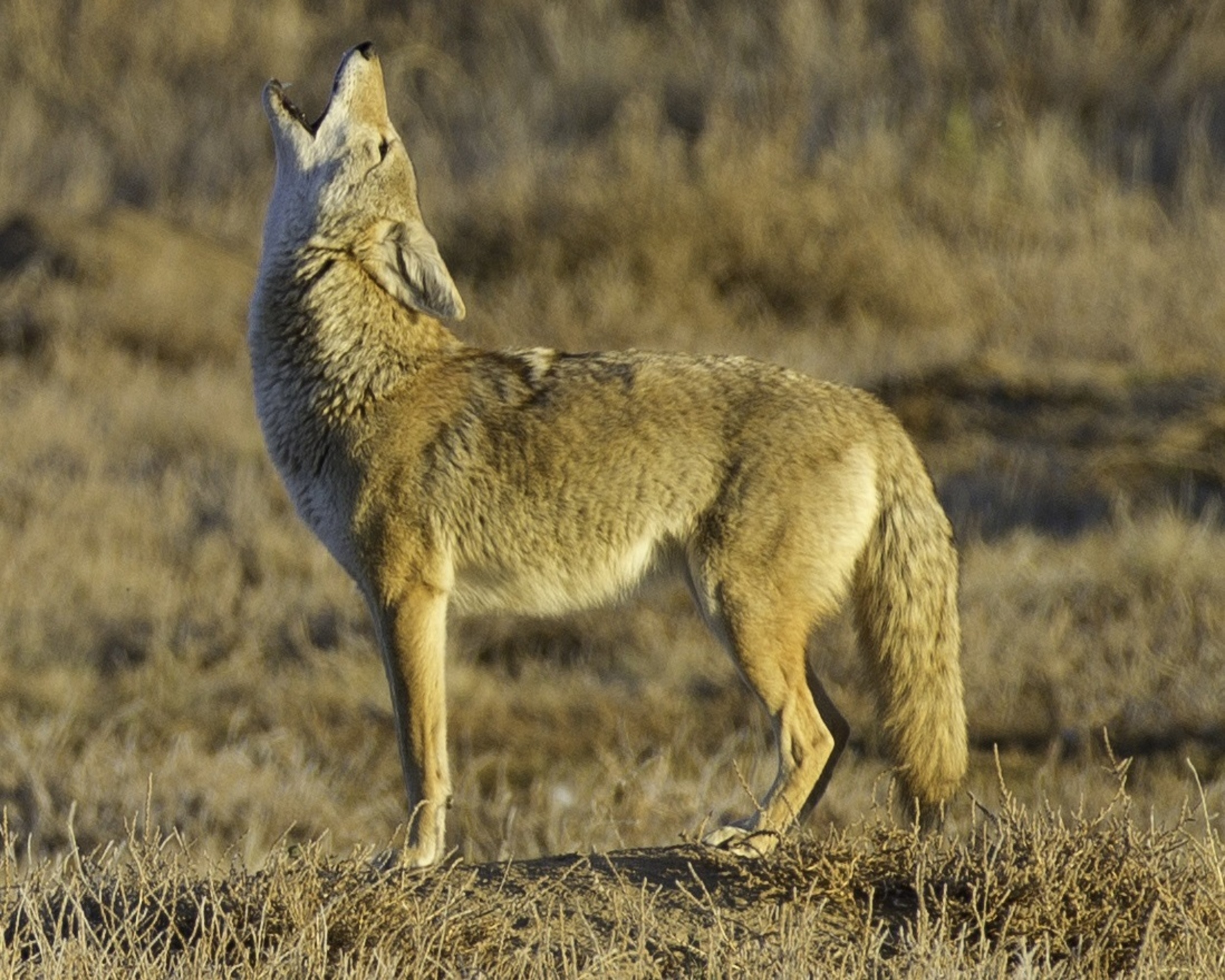 Here’s what to do if you see a coyote in your yard