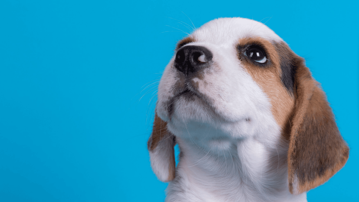 Is your dog happy? Take this quick test and find out in minutes