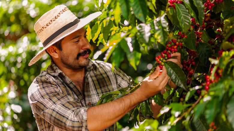 The 7 growing regions coffee fanatics should know about