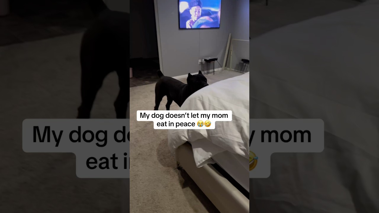 Giant dog refuses to let owner eat alone and corners her for every meal
