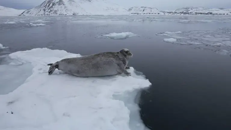 Arctic meltdown: Polar bear size shrinking as sea ice hits new seasonal ...