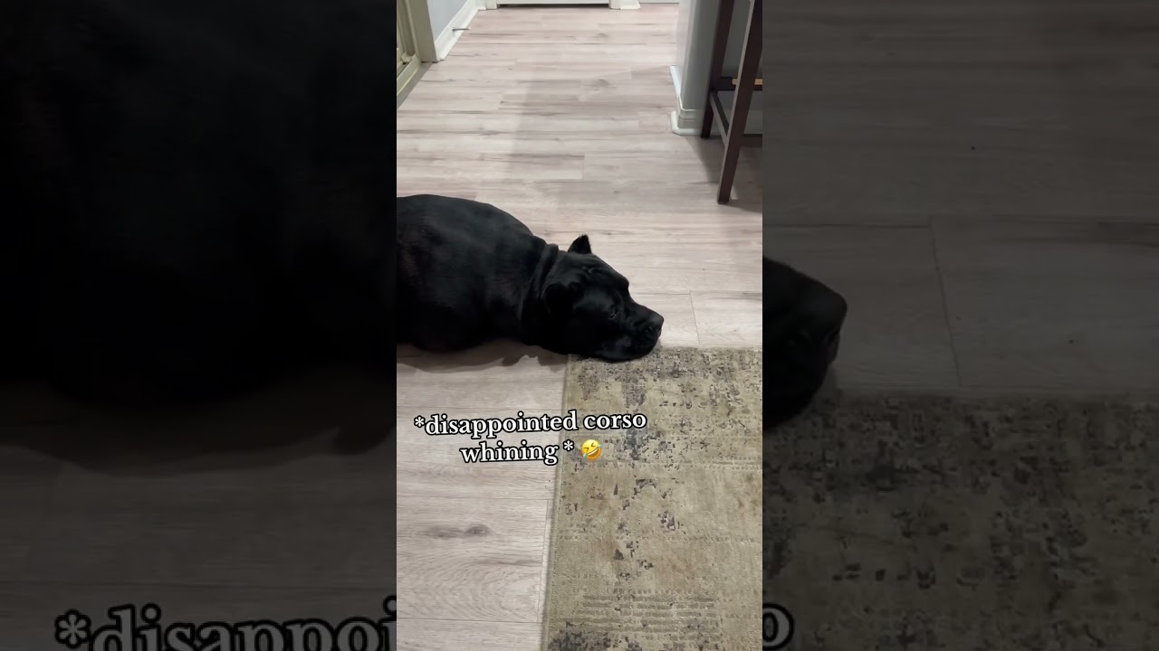 Giant dog knows he cannot sit at the dinner table