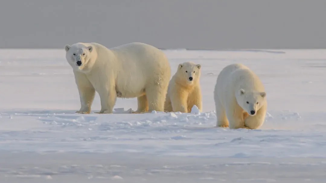 Arctic meltdown: Polar bear size shrinking as sea ice hits new seasonal ...