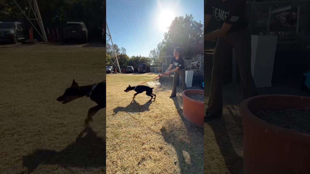 Doberman and Belgian Malinois tackle fierce bitework together