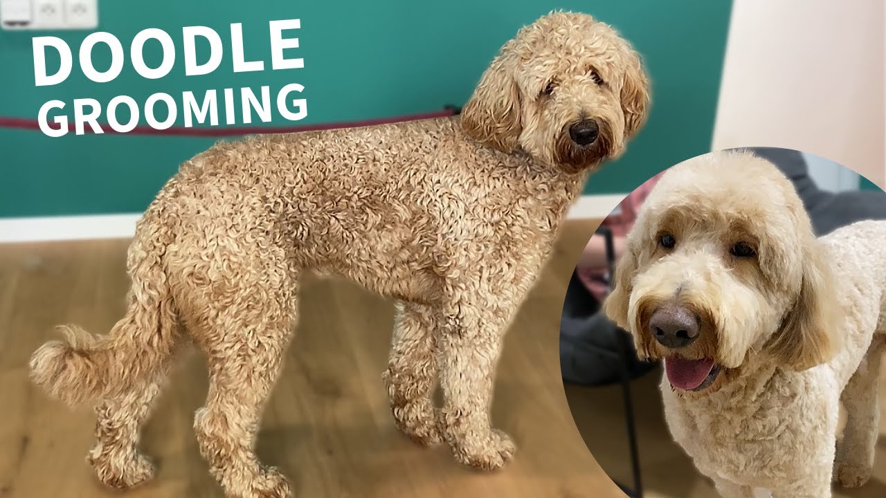 Labradoodle transformation: Full professional grooming session start to ...