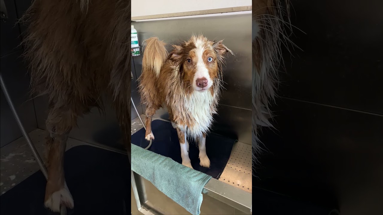 From scruffy to fluffy: Australian shepherd grooming transformation!