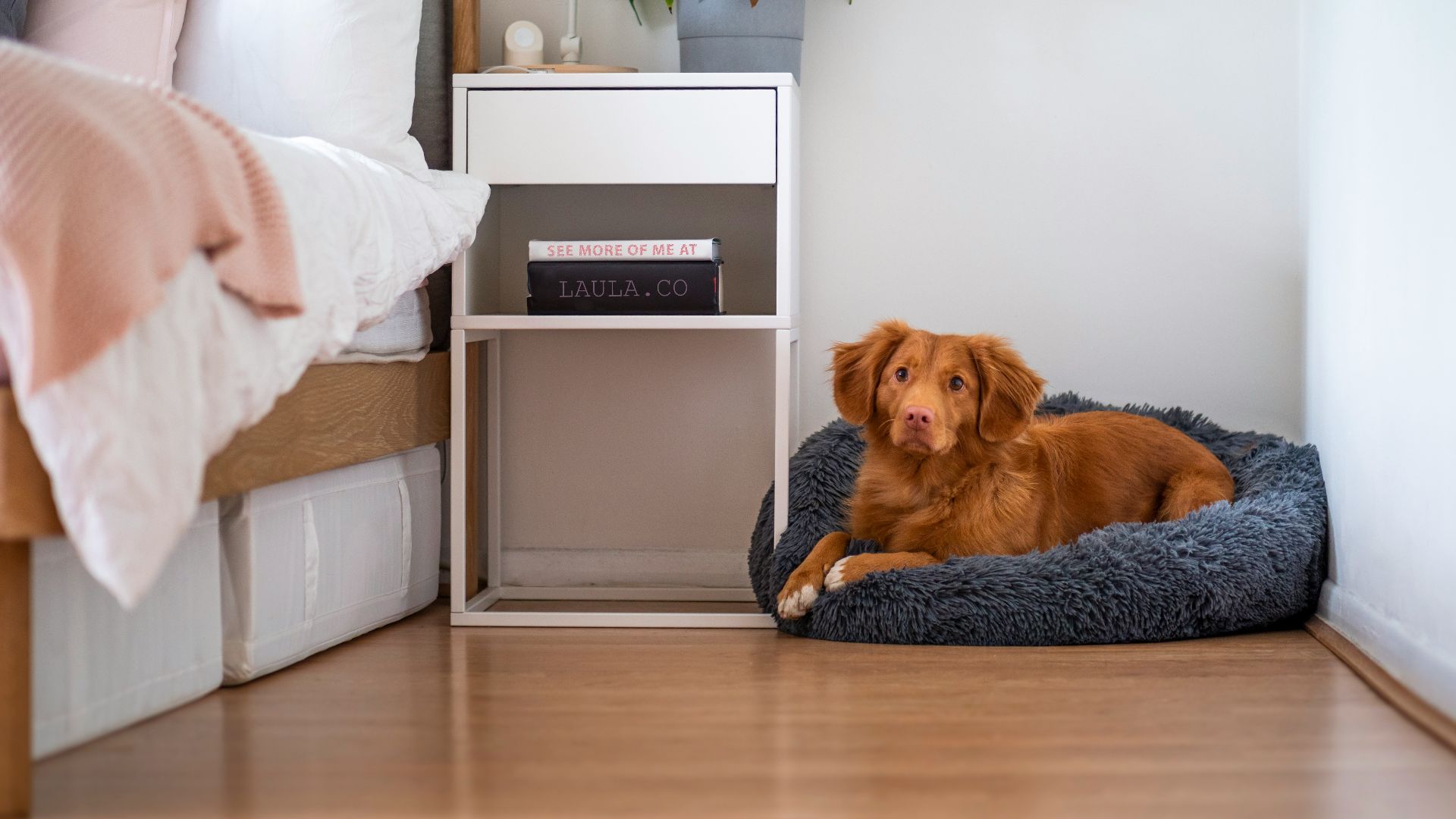 10 pet decor choices that are cute & 10 that are unhinged