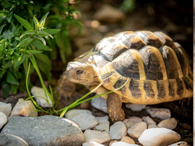 Vastu: If you are keeping a tortoise at home, pay special attention to ...