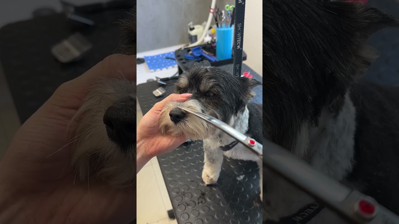 Fluffy dog transformation: Full grooming session for a black & white ...