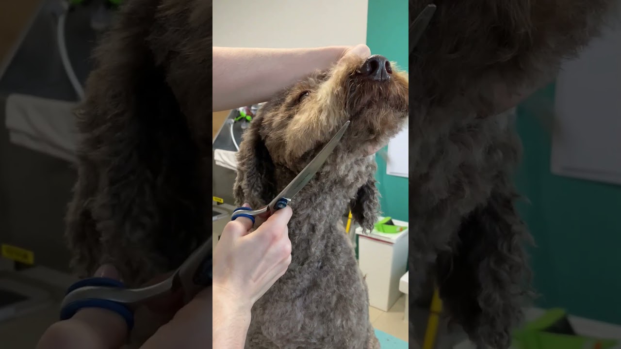 Fluffy dog transformation: From shaggy to sleek grooming makeover!