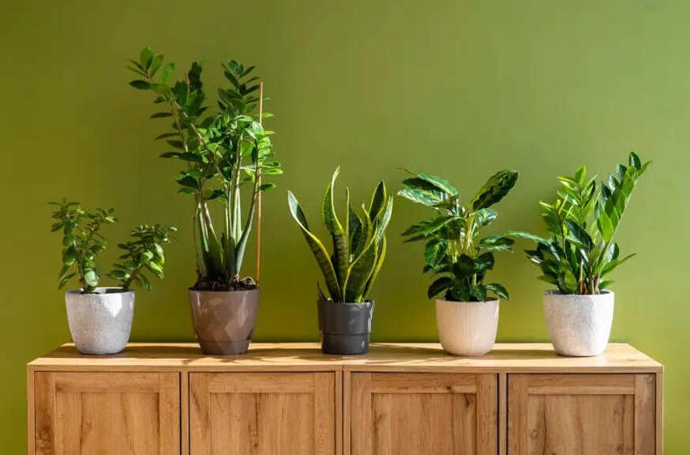 10 best plants for small balconies that need minimal space