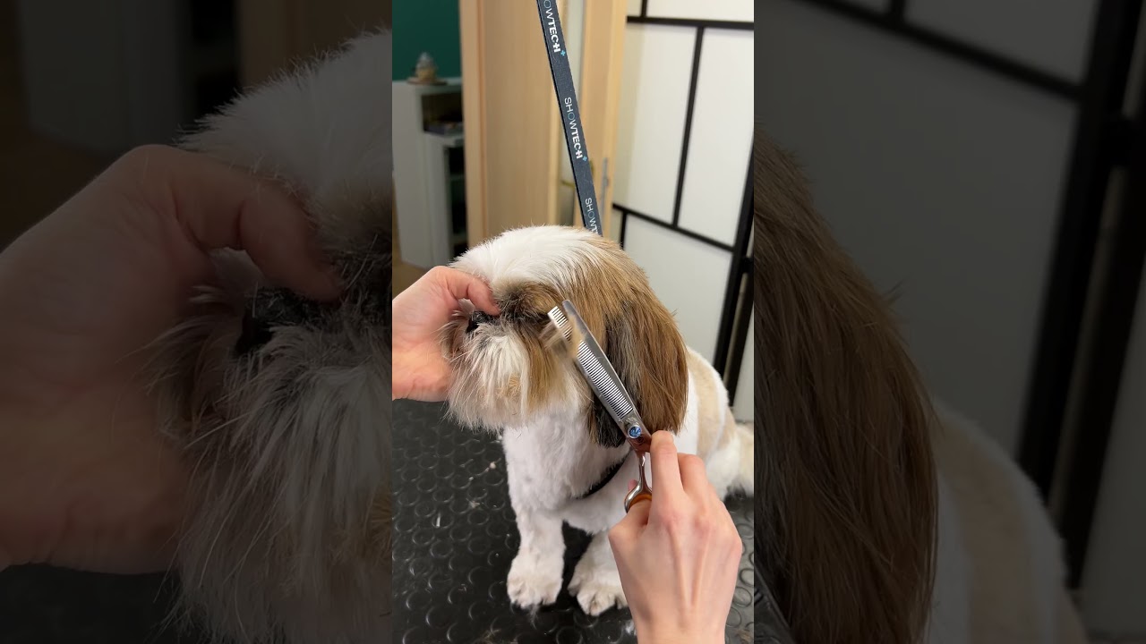 Shih Tzu grooming transformation: Step-by-step haircut & face trim tutorial