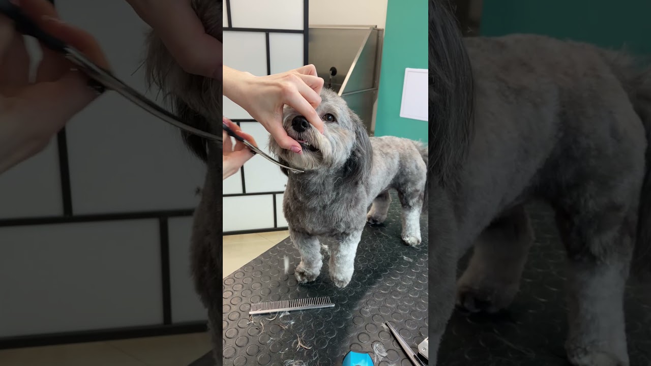 Fluffy gray dog's grooming makeover | Before & after transformation!