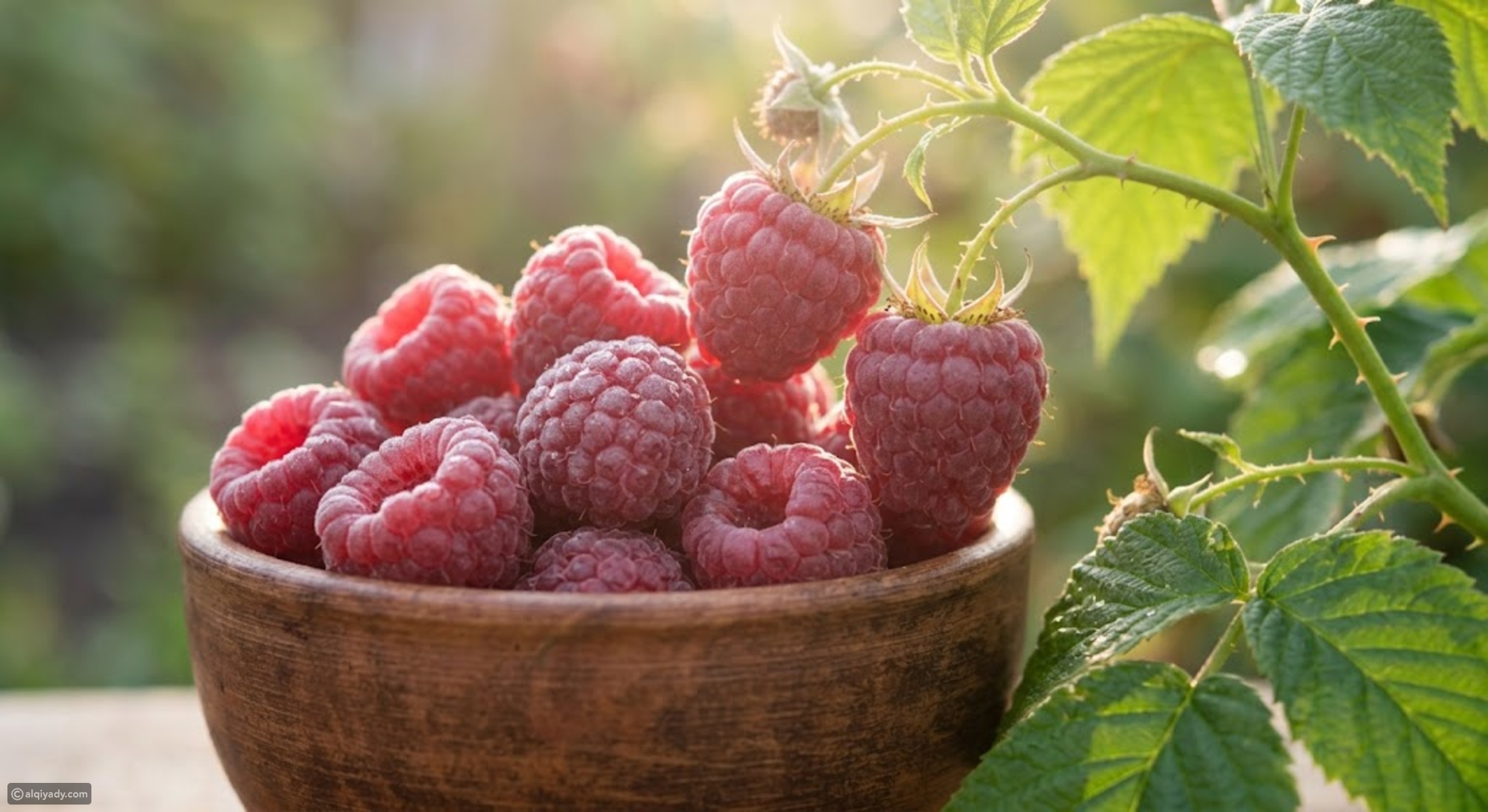 Top 10 fruits packed with vitamin E for better health