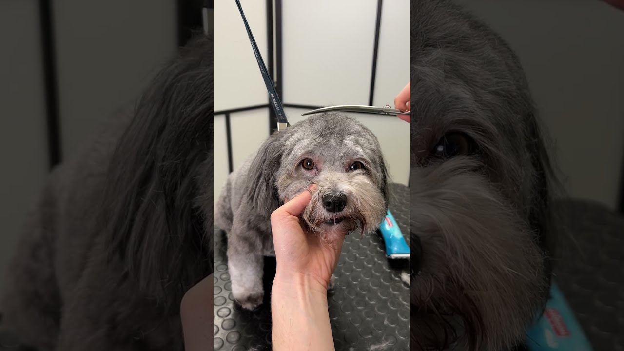 Fluffy dog transformation: Adorable before & after grooming makeover!