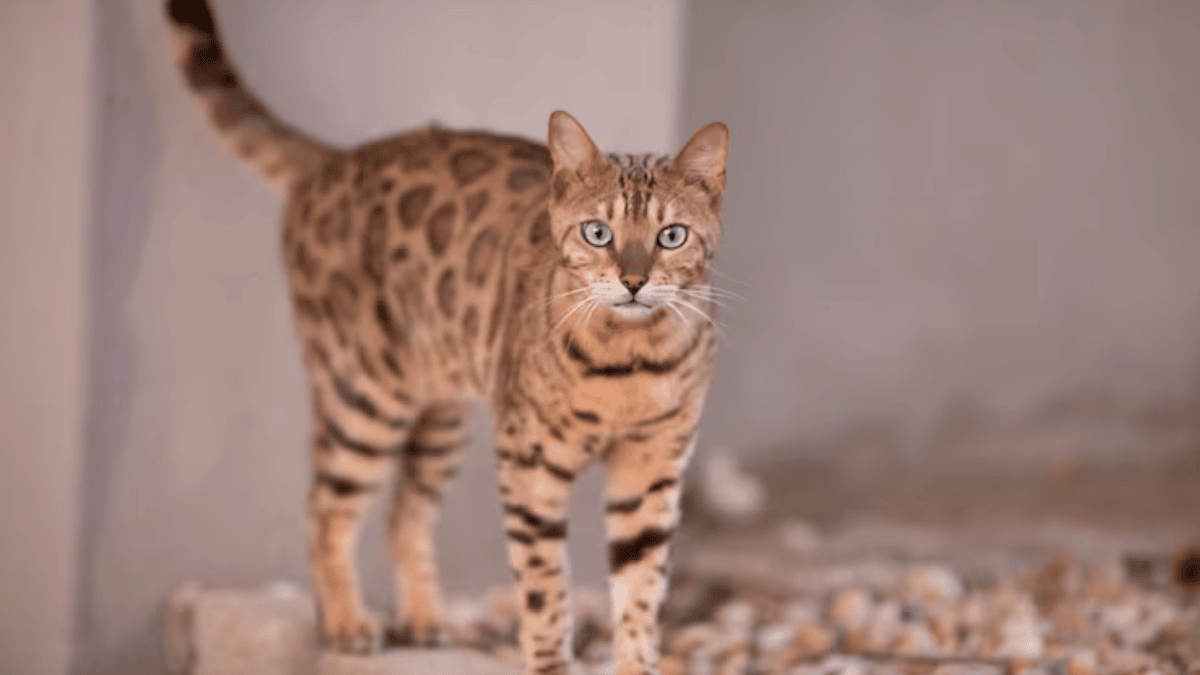 Top 5 most expensive and exotic cat breeds in the world