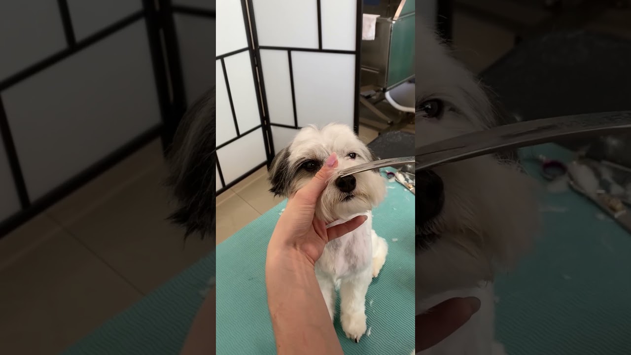 Pro dog groomer transforms Shih Tzu mix head & face | Step-by-step ...