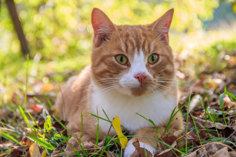 Todo sobre el virus de inmunodeficiencia felina (VIF) en gatos ...