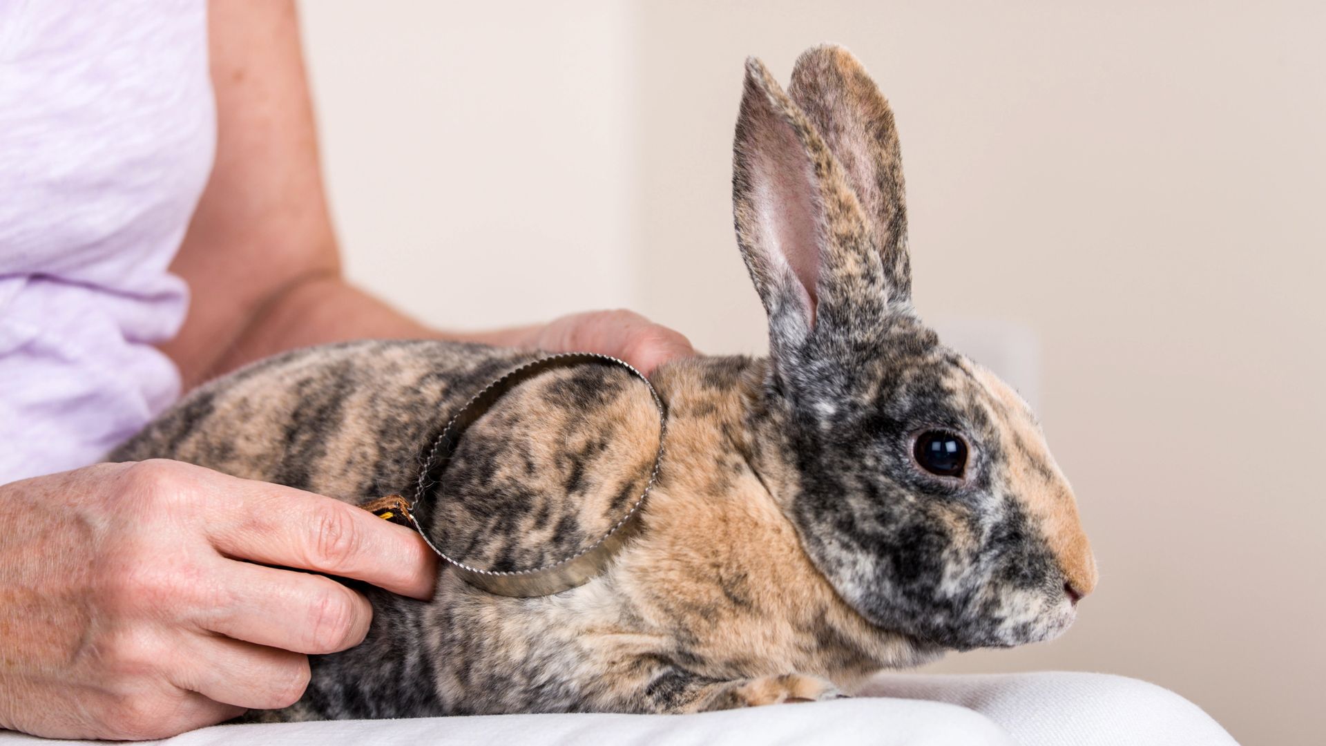 Things to consider before getting a rabbit