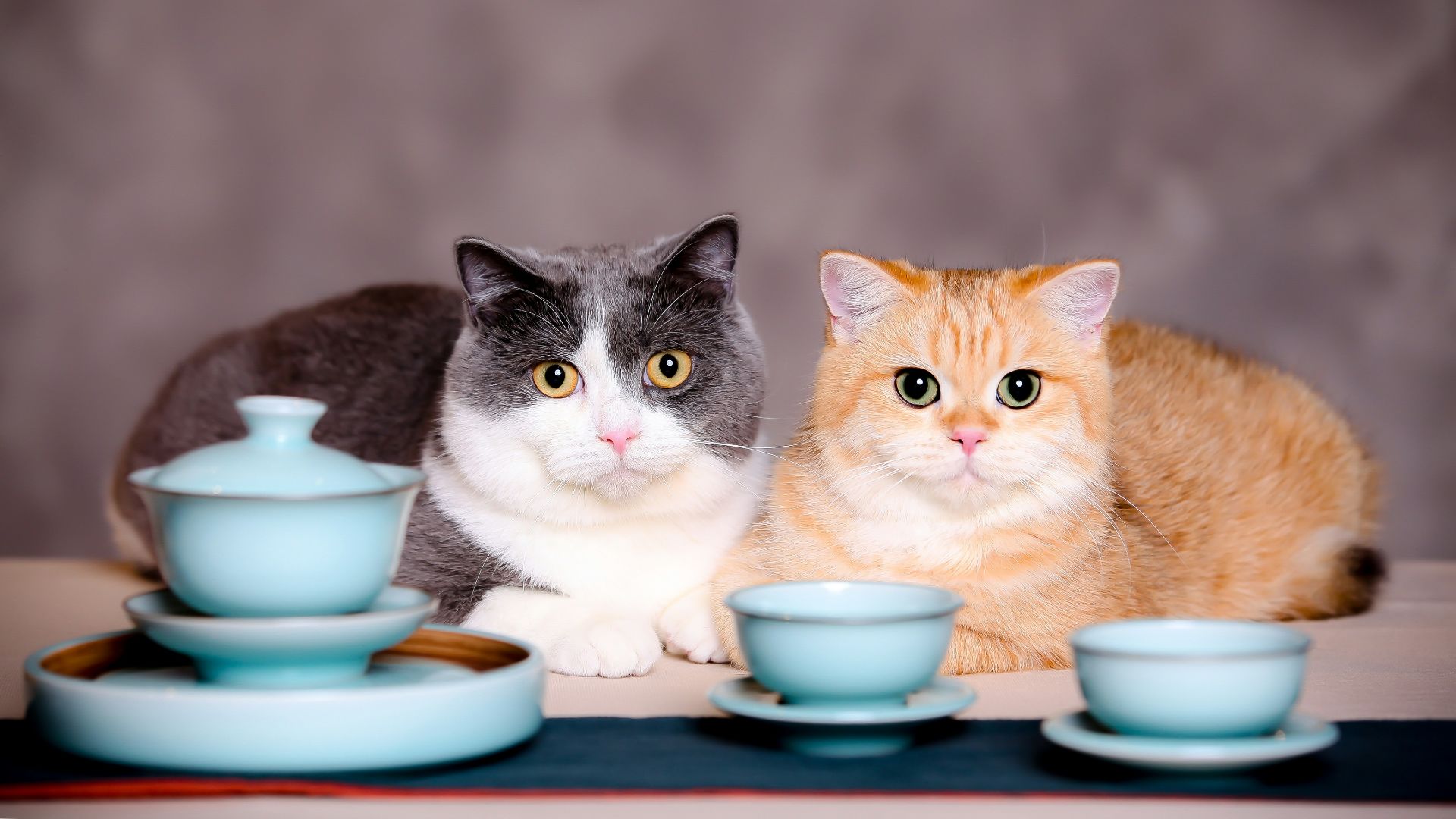 10 pet decor choices that are cute & 10 that are unhinged