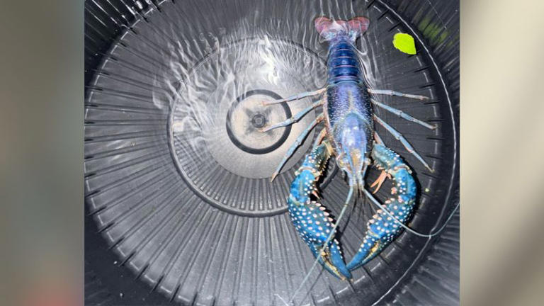 Rare blue crawfish found in flowers at Memphis grocery store