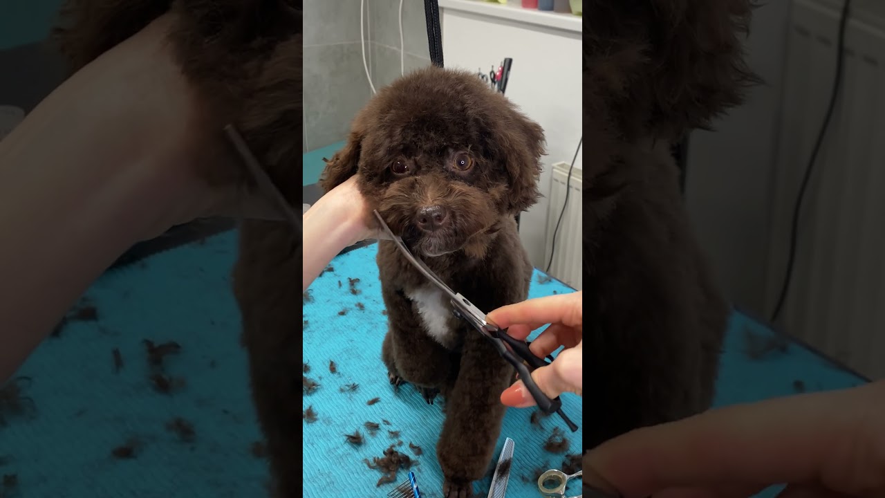 Fluffy brown dog gets an adorable face trim! | Dog grooming tutorial