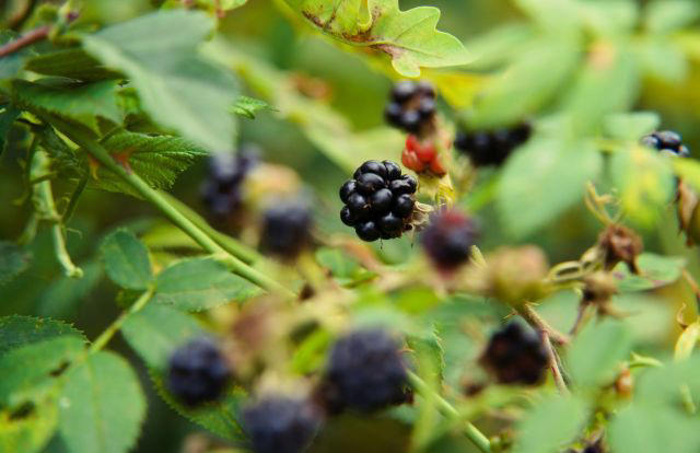 Experts encourage locals to collect and eat invasive berry wreaking ...