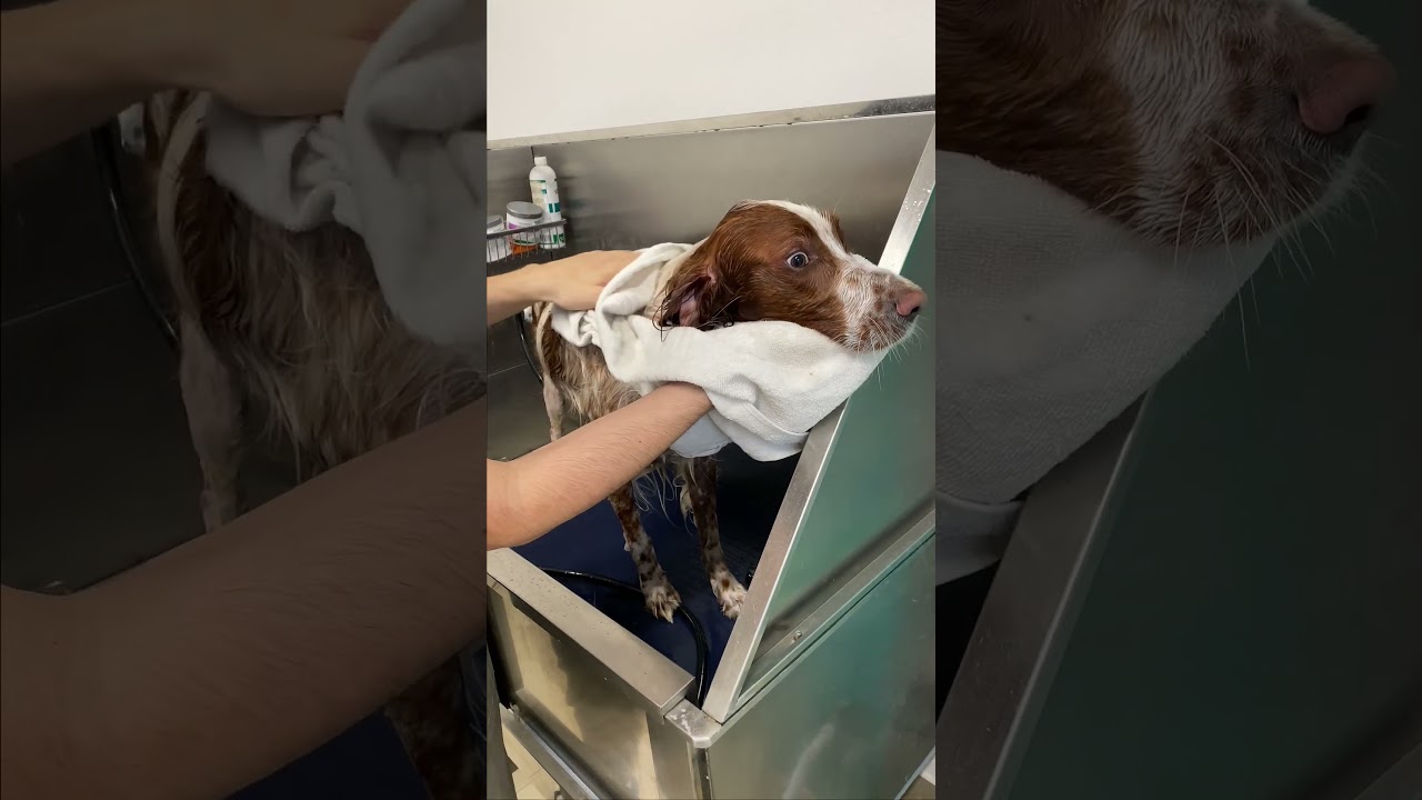 From scruffy to stunning: Complete dog grooming transformation!