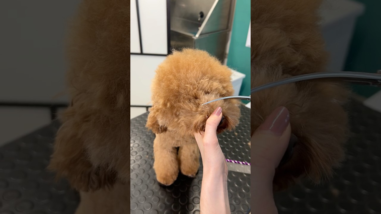 Adorable poodle makeover: From fluffy to teddy bear cut!