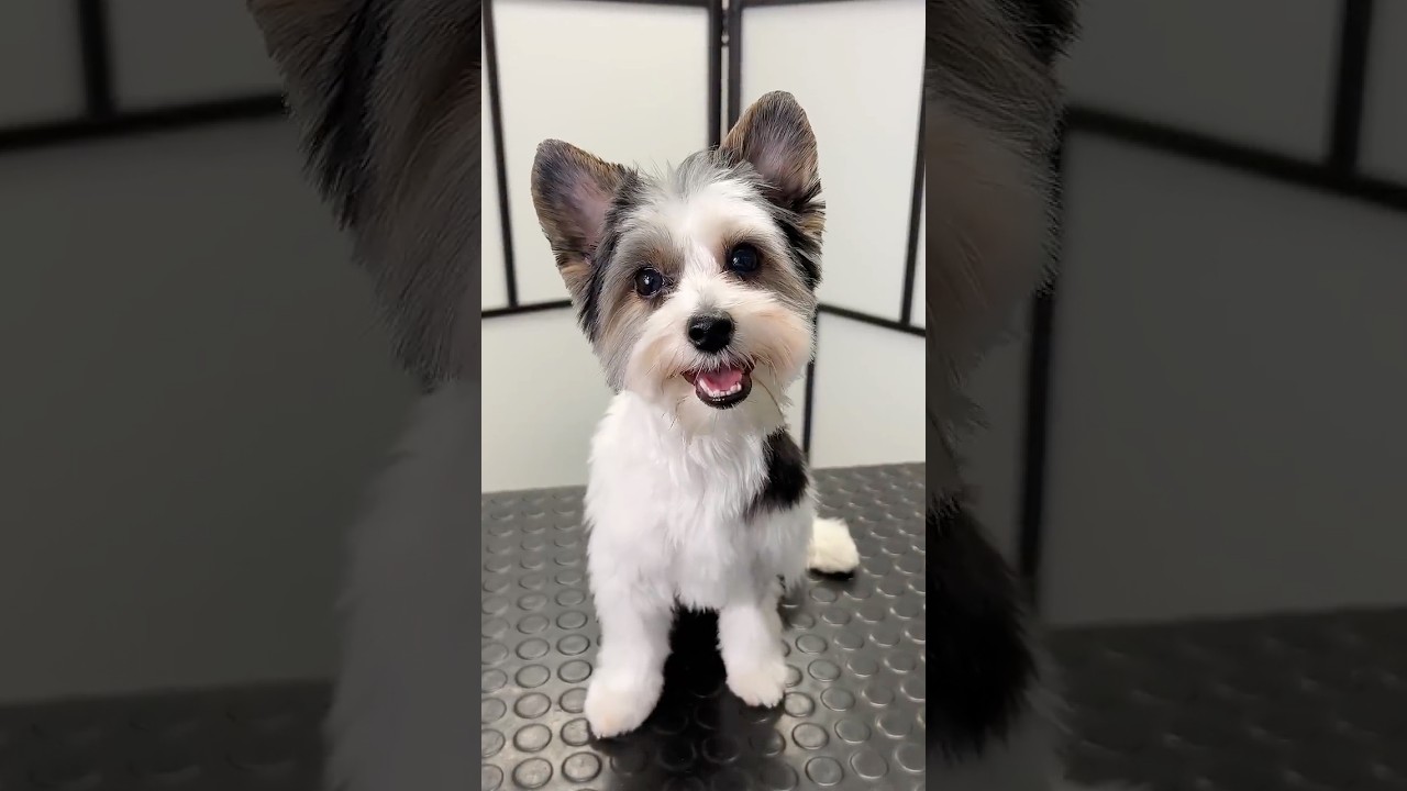 Professional grooming transformation for an adorable Biewer terrier ...