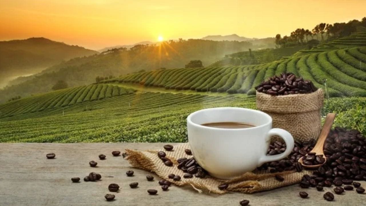 US-Iran war: कॉफी के दाम धड़ाम, खरीदार नहीं मिलने से किसान परेशान ...
