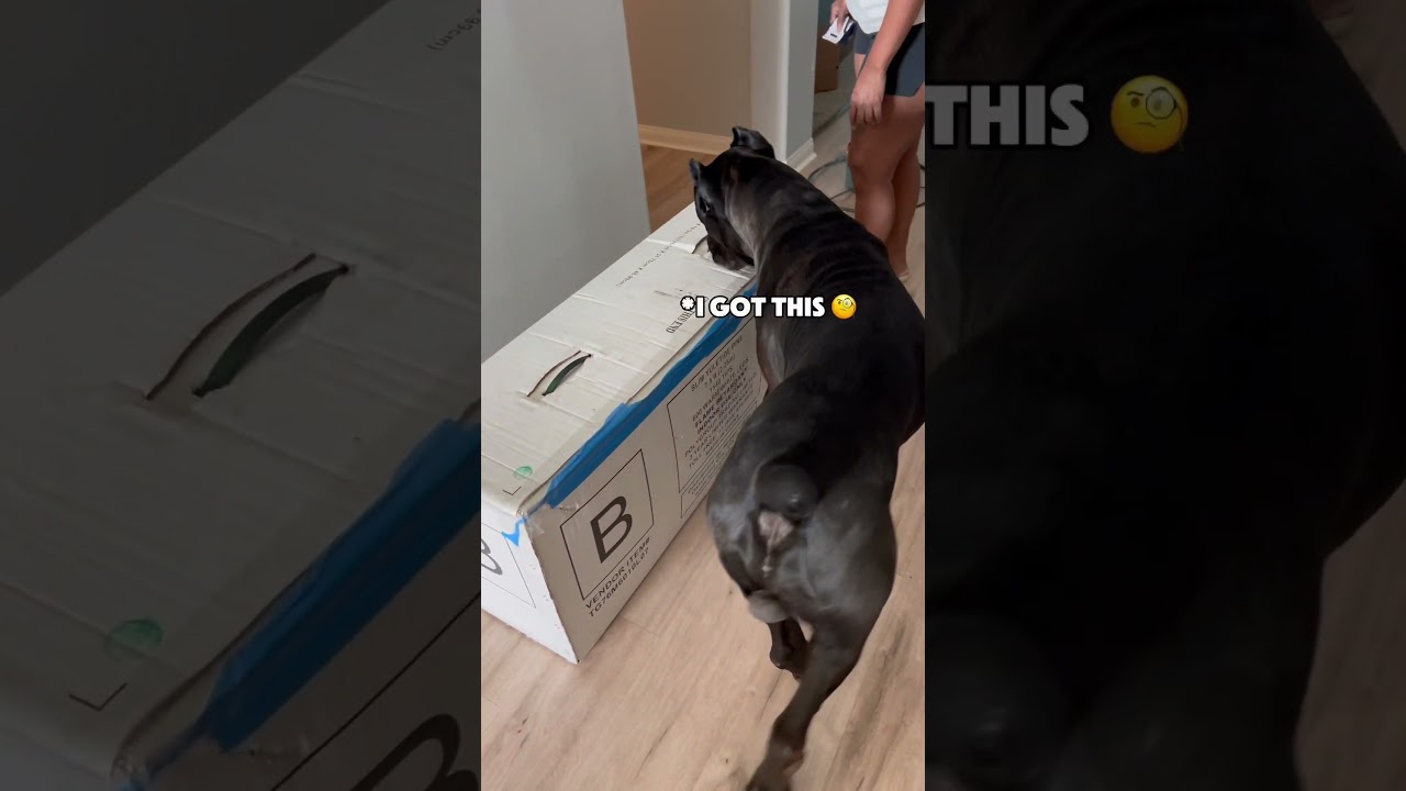 Giant dog time is officially activated in this house