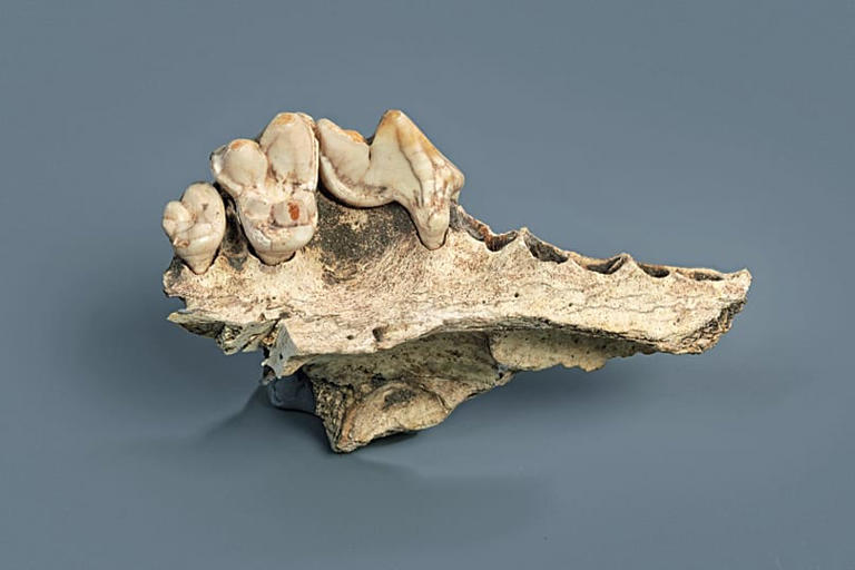 Man's older friend: New study finds dogs lived with humans 5,000 years ...