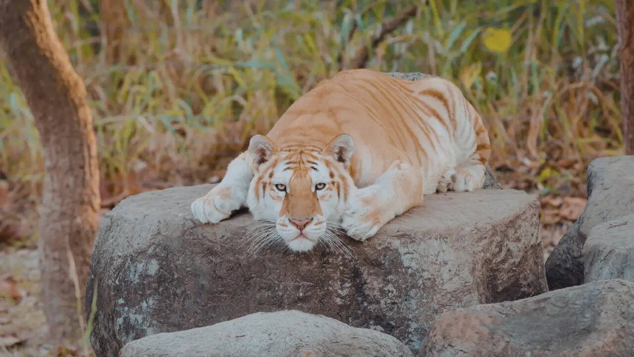 From the rare golden tiger to the black panther: National parks in ...