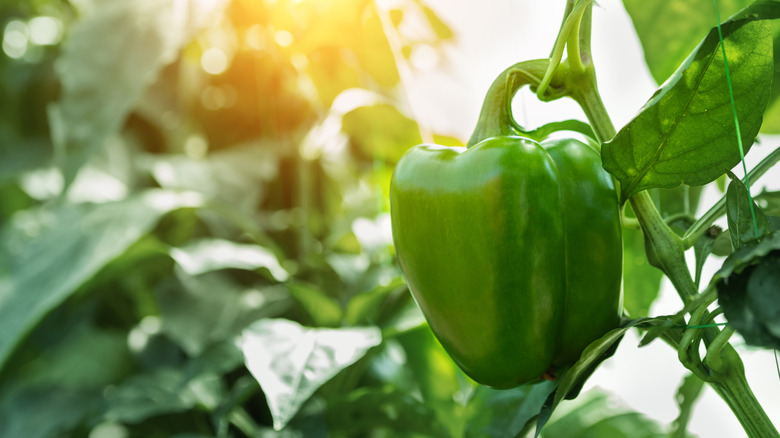 15 tips for growing perfect peppers