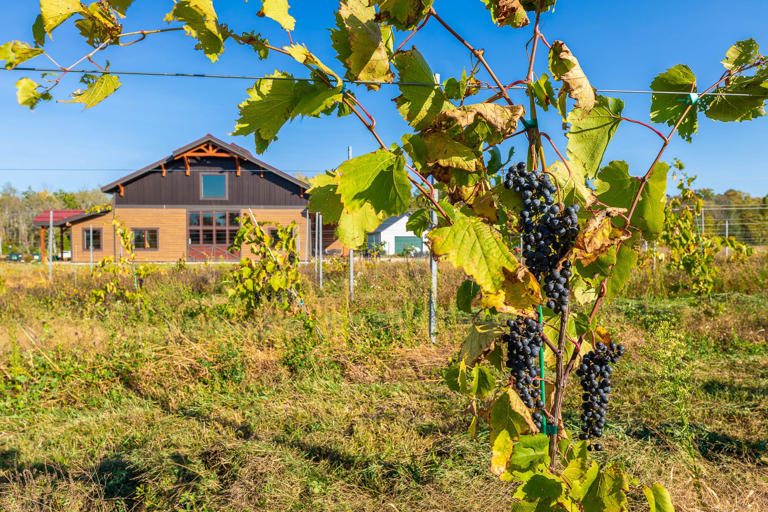 Door County couple find success opening Anchored Roots Vineyard