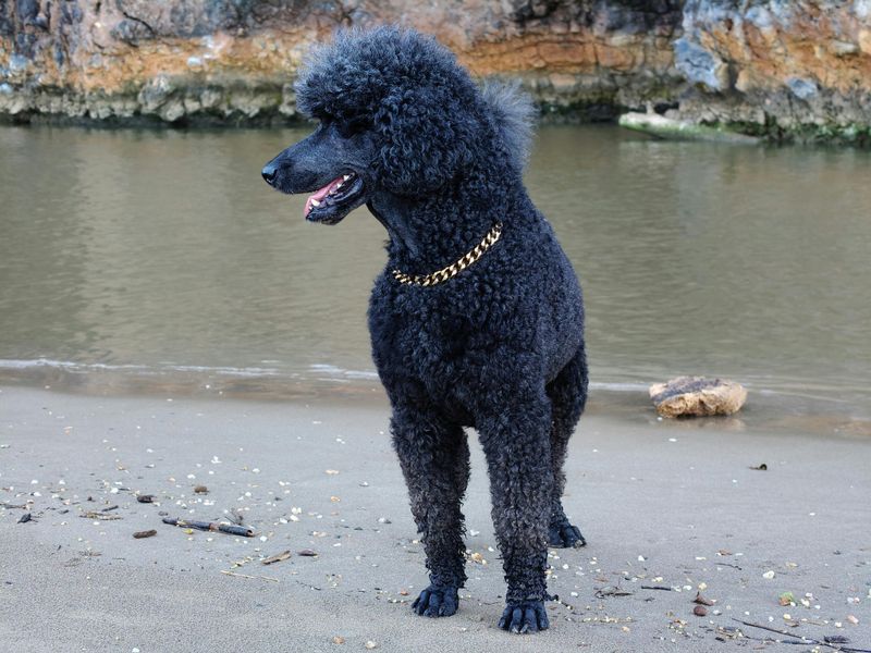 16 dog breeds people keep calling low-maintenance when the evidence ...