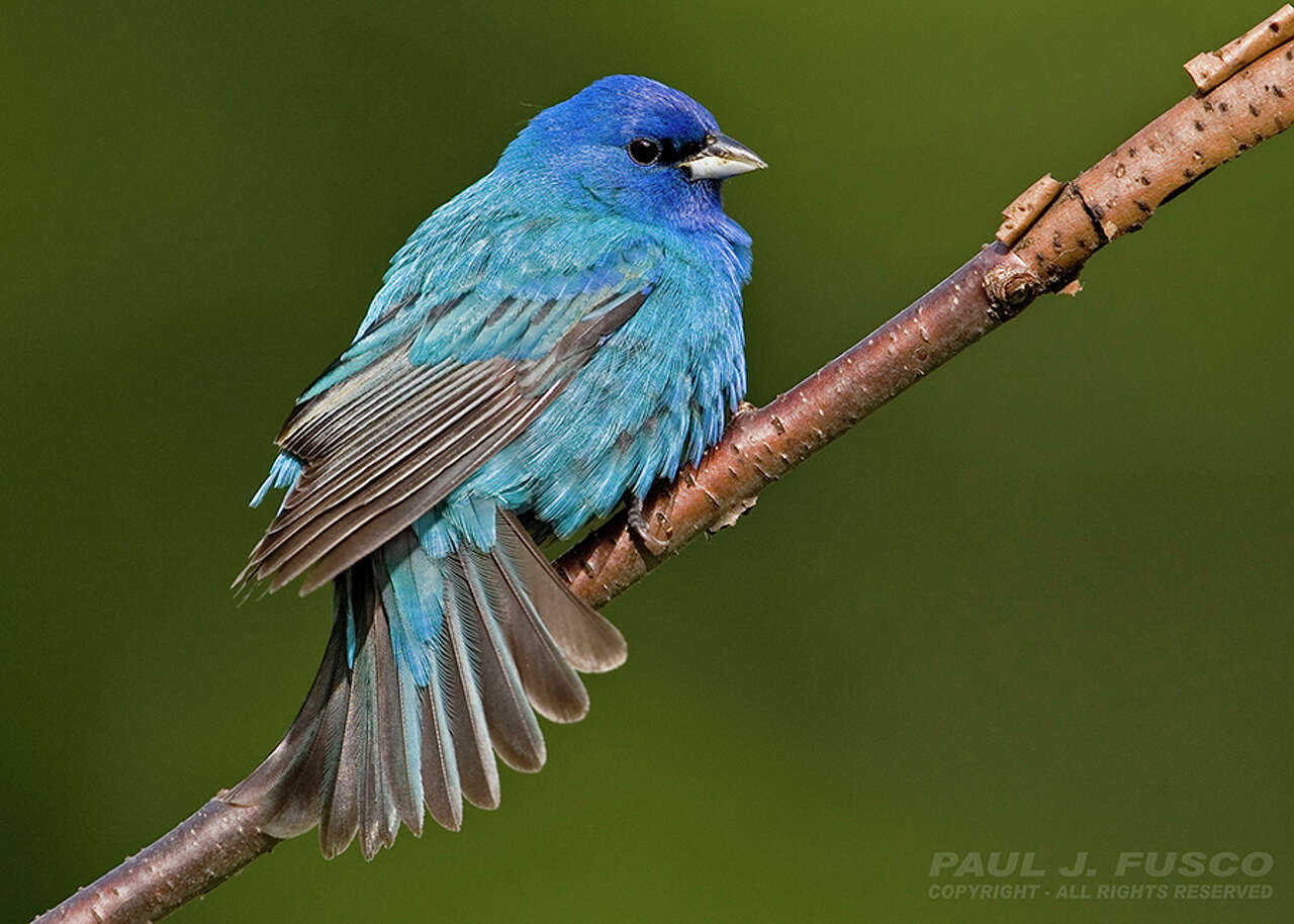 Connecticut's bird population is in decline, environmentalists warn